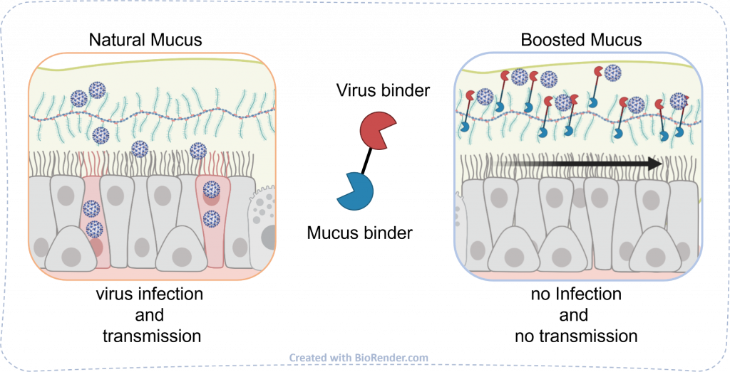 A platform technology for broad-spectrum antivirals - MucosaTec GmbH